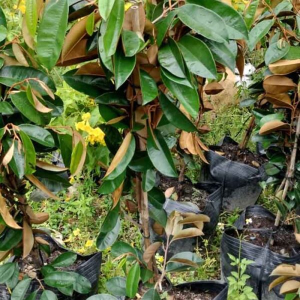 Cây vú sữa - Cây Cảnh Tam Kỳ - Phương Đông Garden