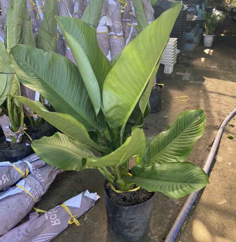 Cây đại phú gia - Cây Cảnh Tam Kỳ - Phương Đông Garden