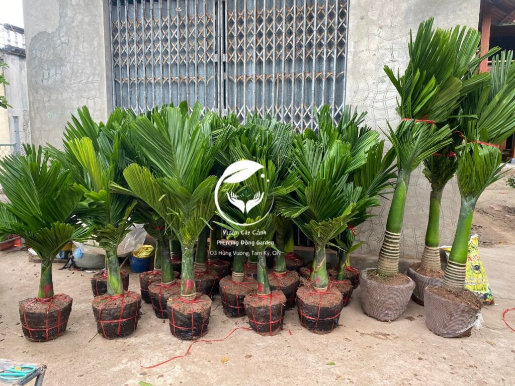 Cây cau lùn tứ quý - Cây Cảnh Tam Kỳ - Phương Đông Garden