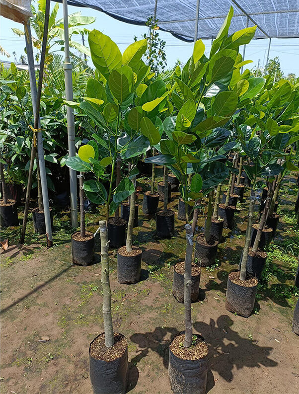 Cây mít thái - Cây Cảnh Tam Kỳ - Phương Đông Garden