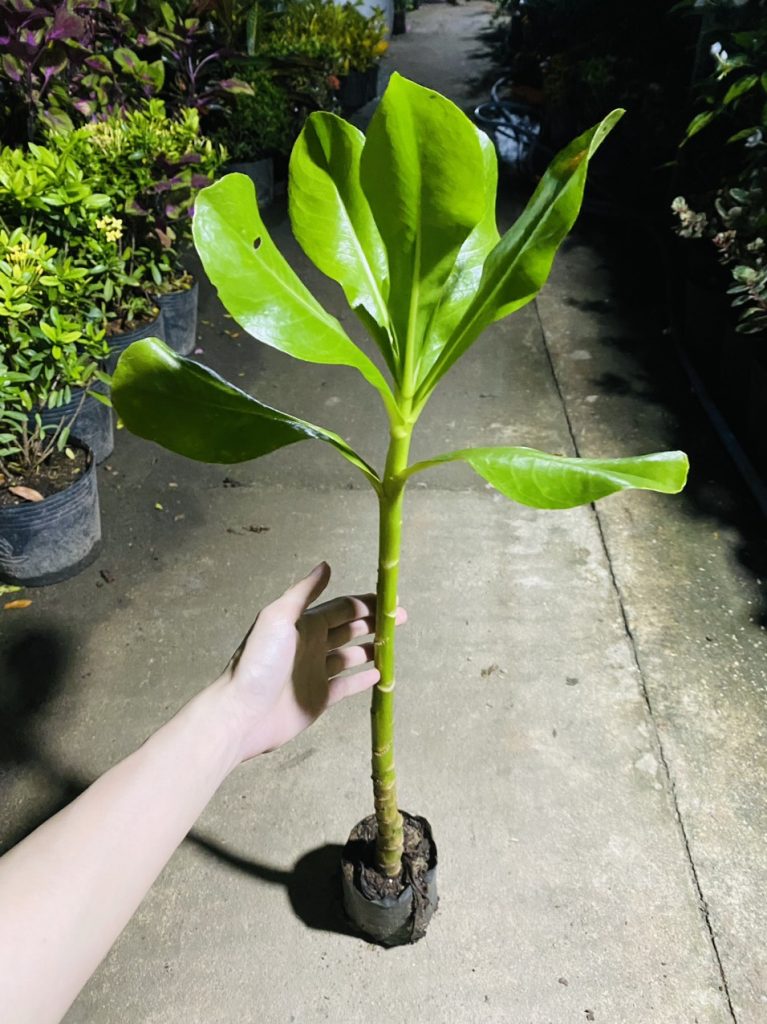 Cây phong ba - Cây Cảnh Tam Kỳ - Phương Đông Garden
