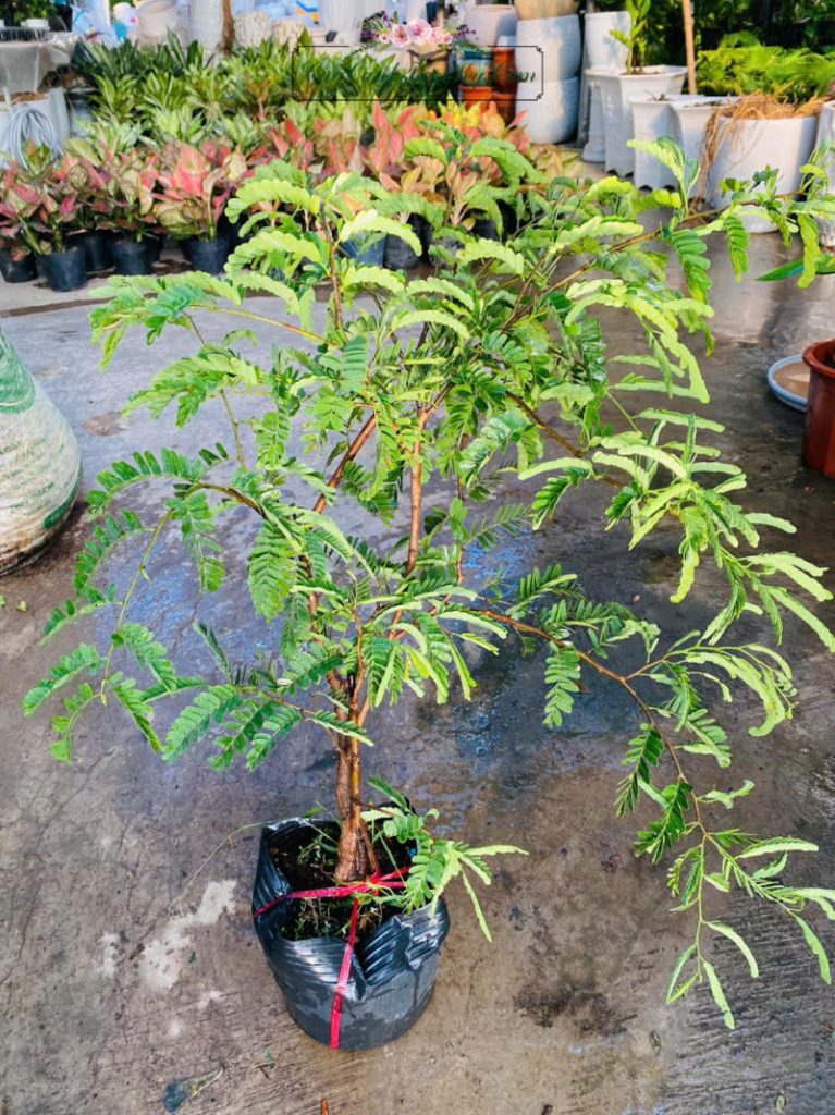 Cây me - Đặc điểm, ý nghĩa, công dụng, cách trồng và chăm sóc cây me ...
