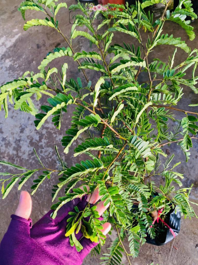 Cây me - Đặc điểm, ý nghĩa, công dụng, cách trồng và chăm sóc cây me ...