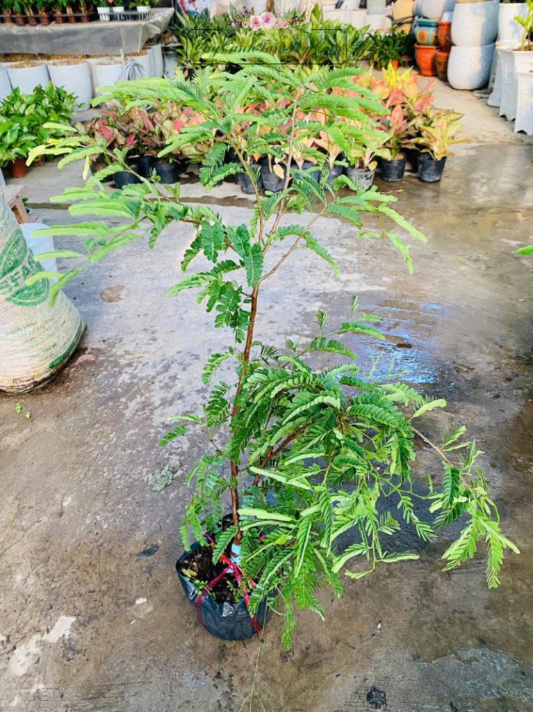 Cây me - Đặc điểm, ý nghĩa, công dụng, cách trồng và chăm sóc cây me ...