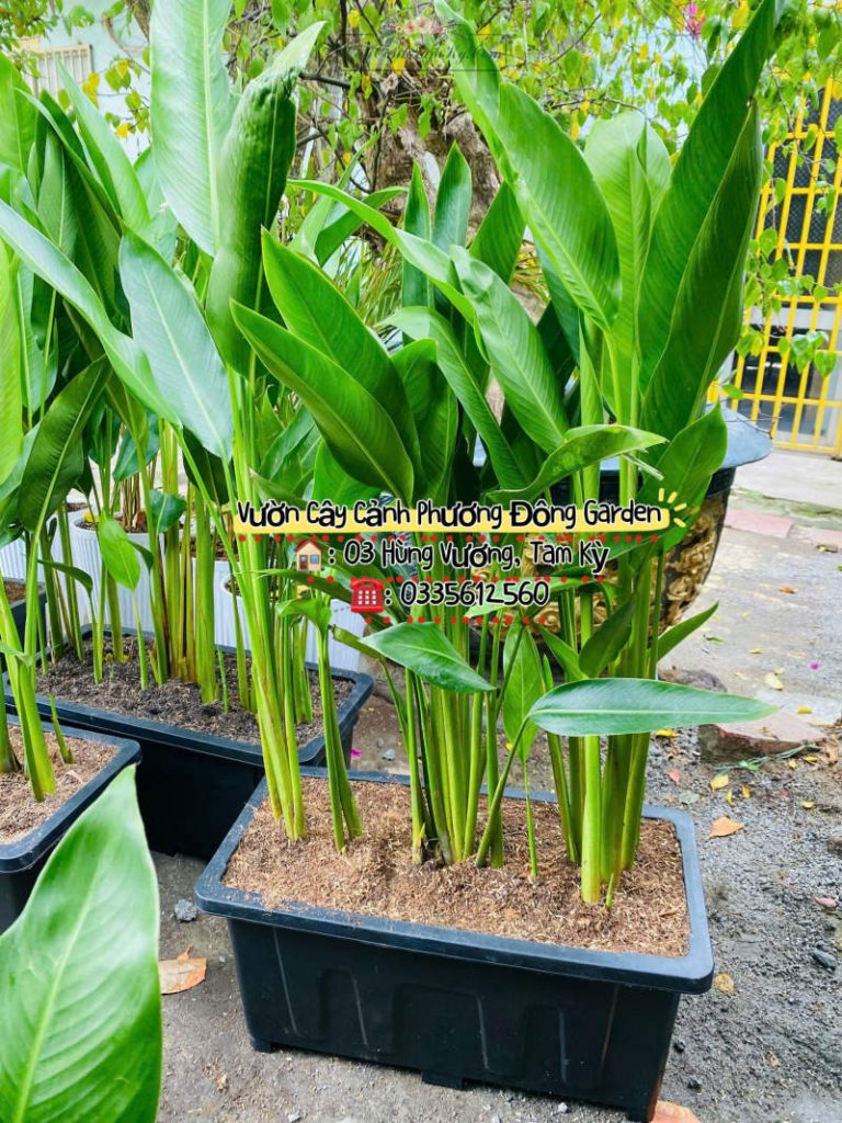 Cây thiên điểu Thái - Cây Cảnh Tam Kỳ - Phương Đông Garden